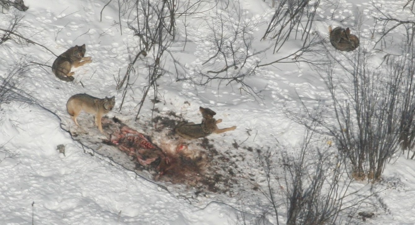 BENSON LAB – Predator – Prey Ecology